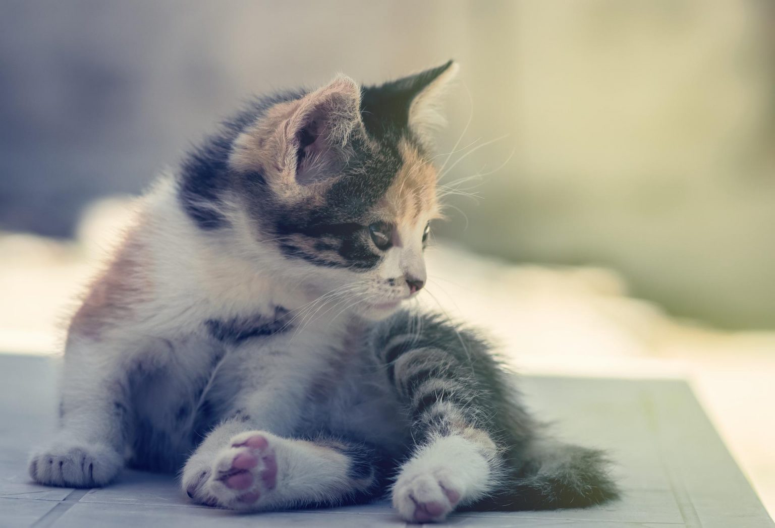 Kattförbundet SVERAKs ID-register - Hjälper din katt att hitta hem!